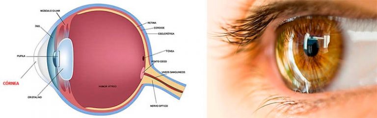 Oftalmologista Especializado em Córnea em Blumenau