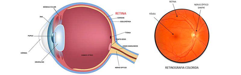 Oftalmologista Especializado na Retina Ocular