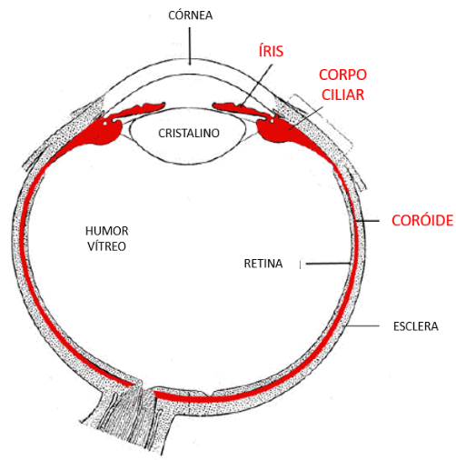 Oftalmologista Especializado em Uveíte Ocular
