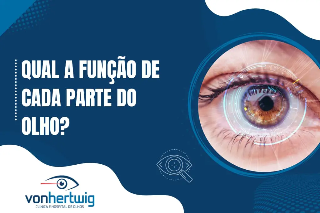 Qual a Função de cada Parte do Olho?